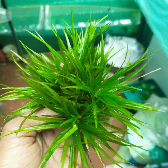 Blyxa japonica Aquatic Plant for Aquariums-PIRO001BJ – www.soosi.co.in