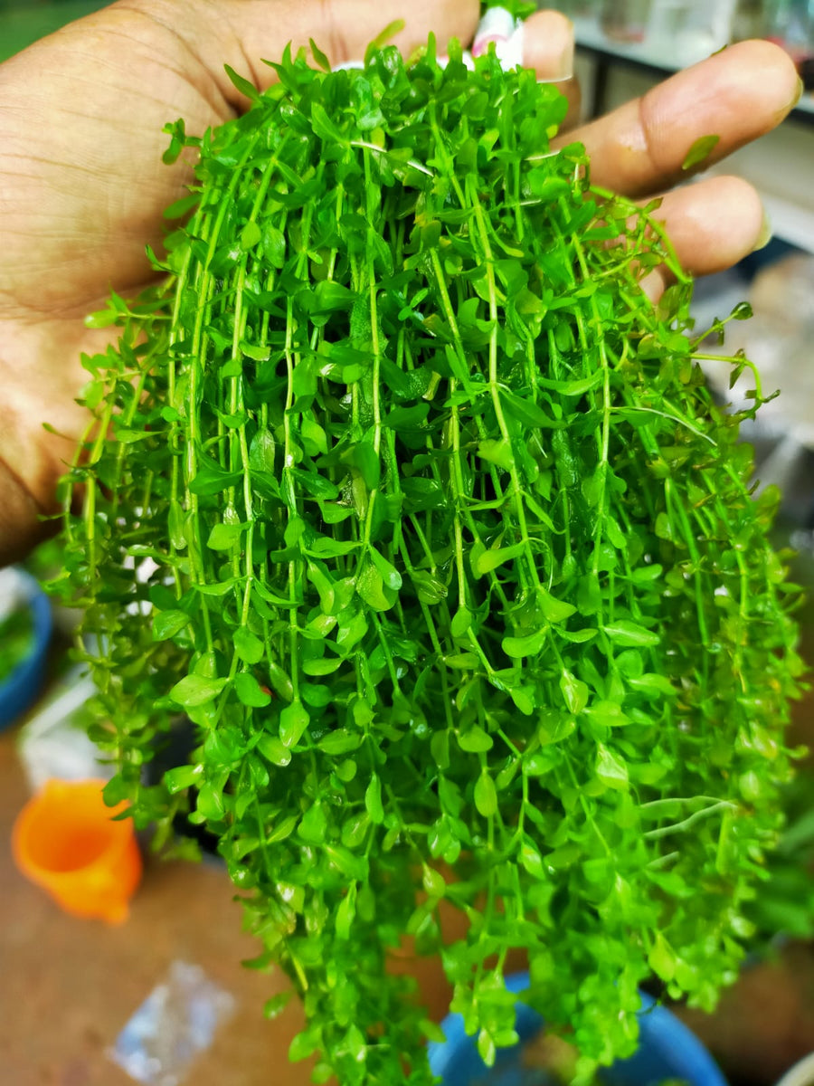 Hemianthus pearlweed Aquatic Plant For Aquariums-PIRO001HP – www.soosi ...